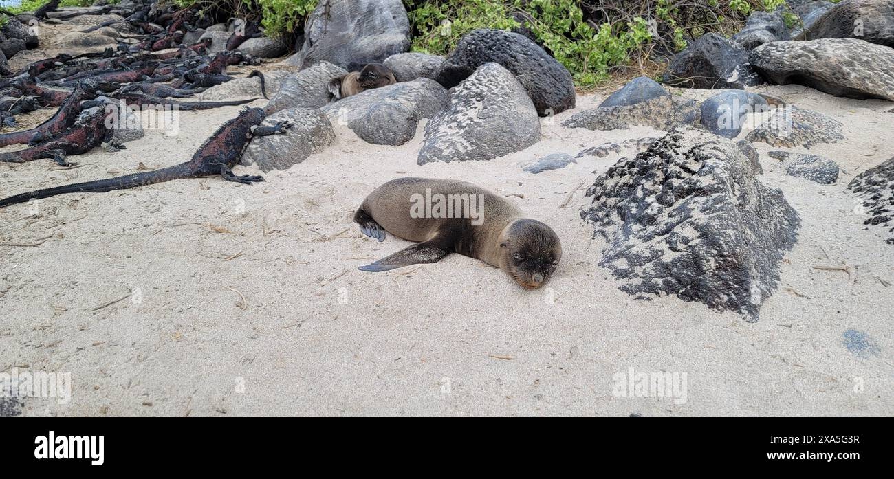 An adorable seal resting on a sandy beach by lizards and rocks Stock ...
