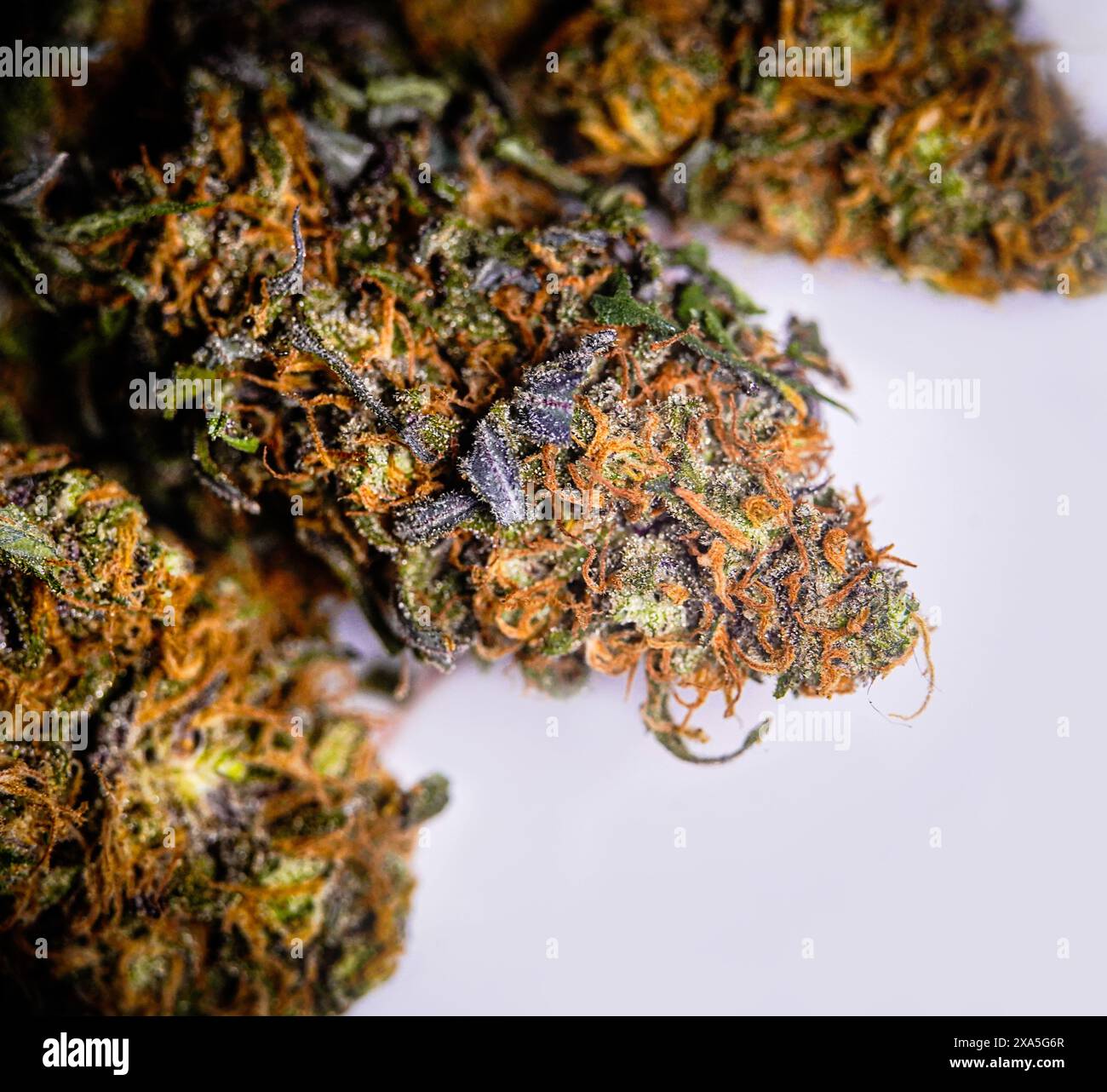 A close-up of cannabis plant with THC, a natural remedy for medicine ...