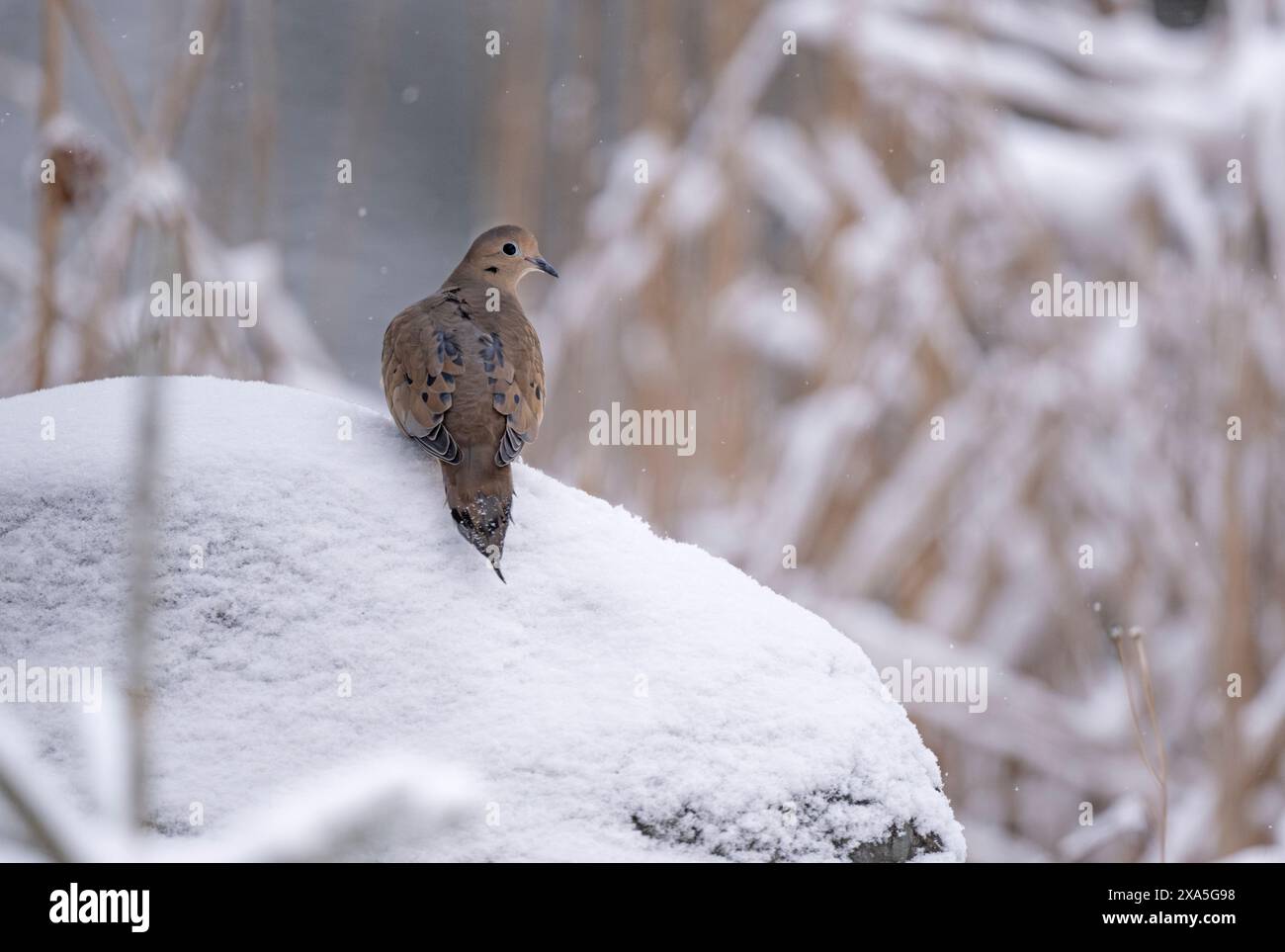 Mourning Dove (Zenaida macroura) in an early December winter wonderland ...