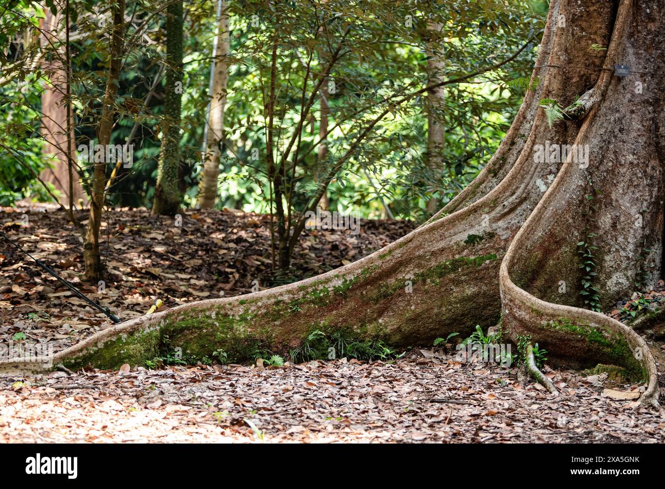 Unique tree with vines in a forest setting Stock Photo - Alamy