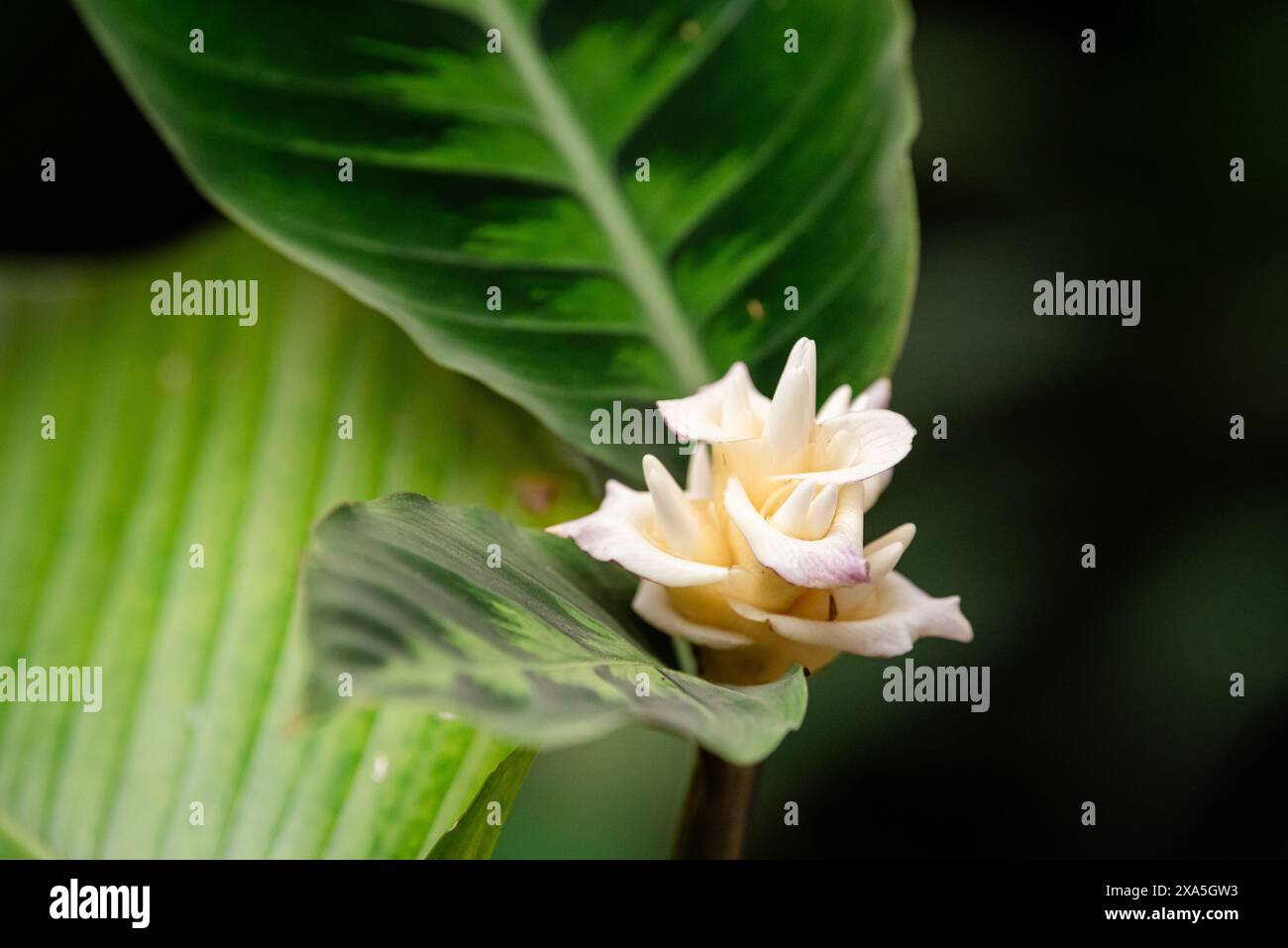 A tiny flower blossoms above green leaves in growth Stock Photo - Alamy