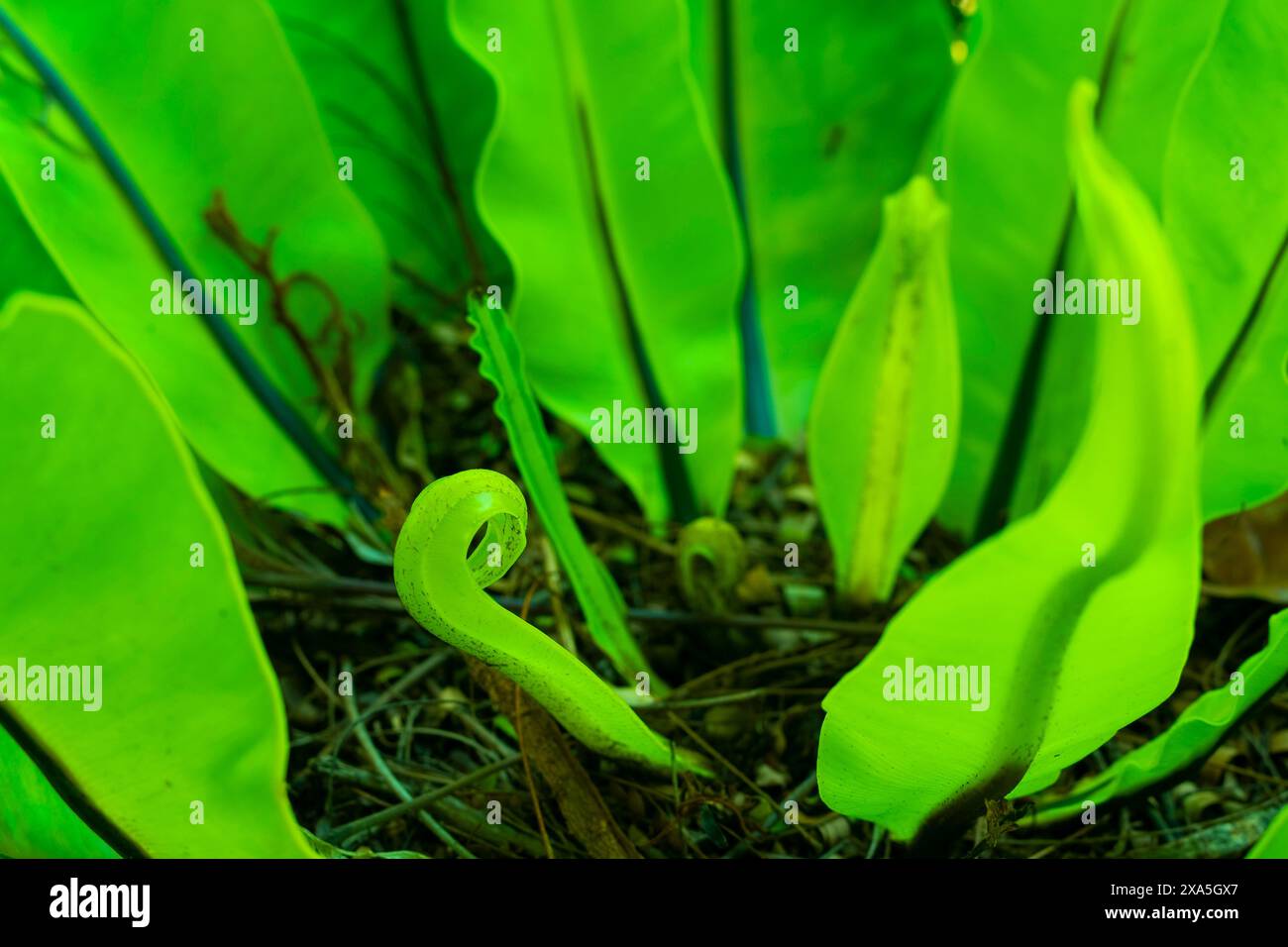 Baby Fern Sprout Cobra Bird Nest Fern Amidst Lush Green Nature ...