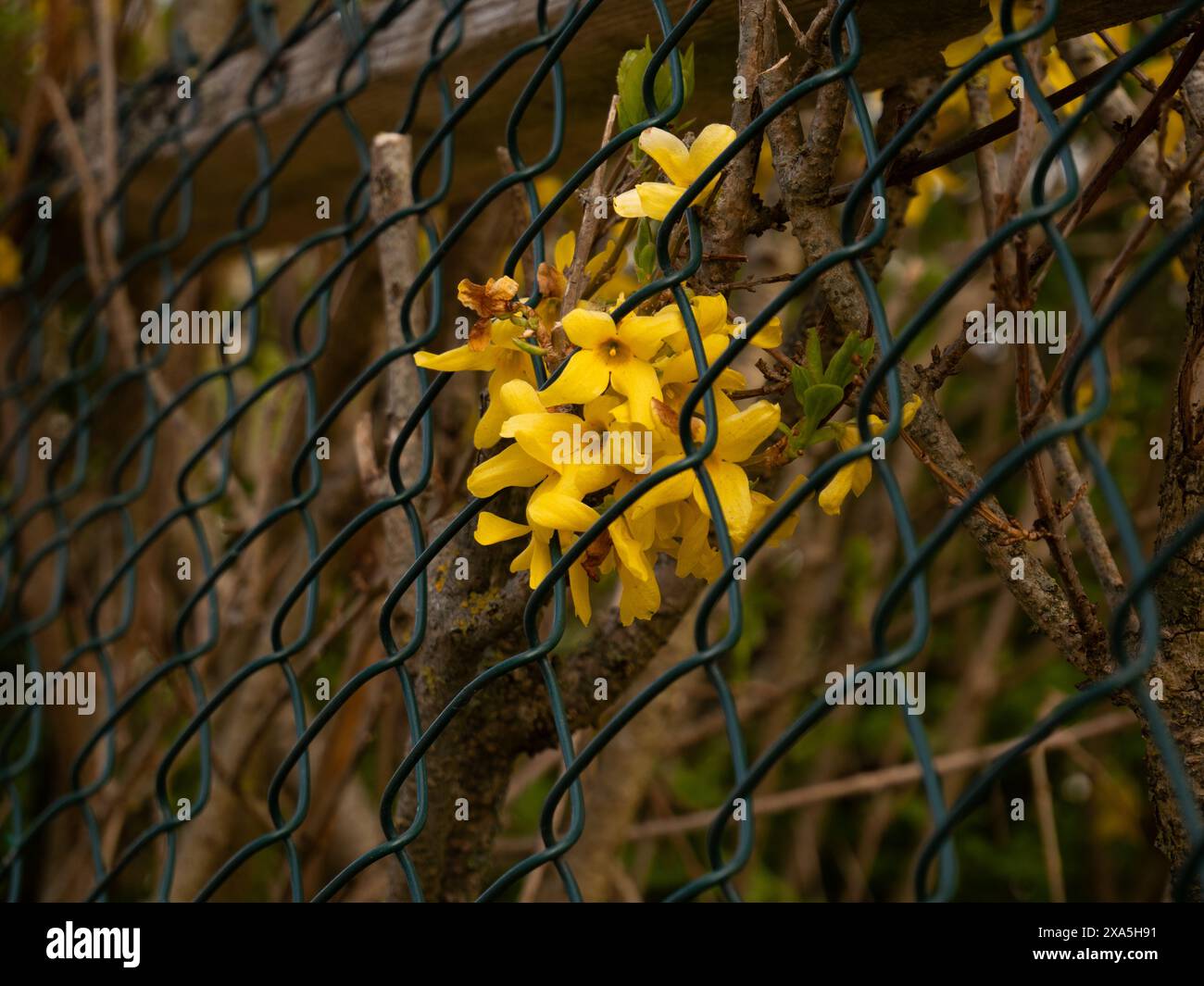 Some Yellow flowers blooming on a tree branch behind a chain-link fence ...