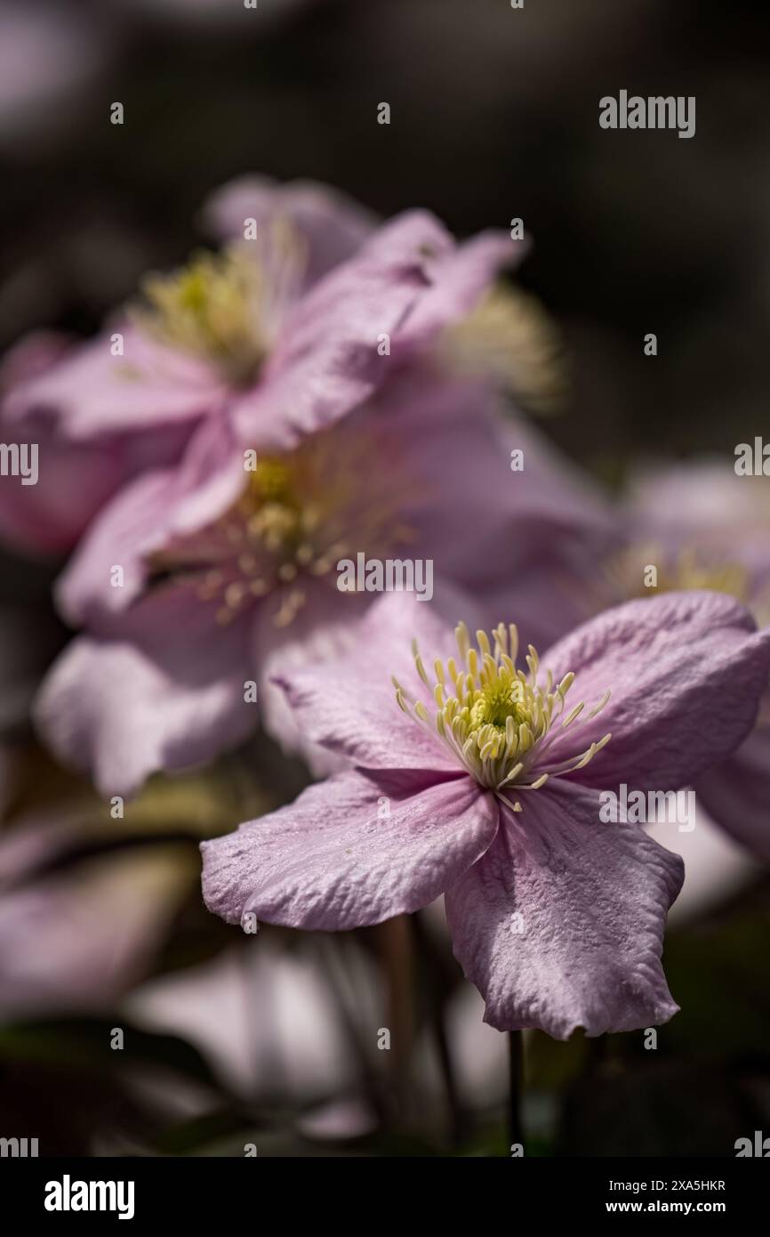 Pink flowers clustered together in grass Stock Photo - Alamy