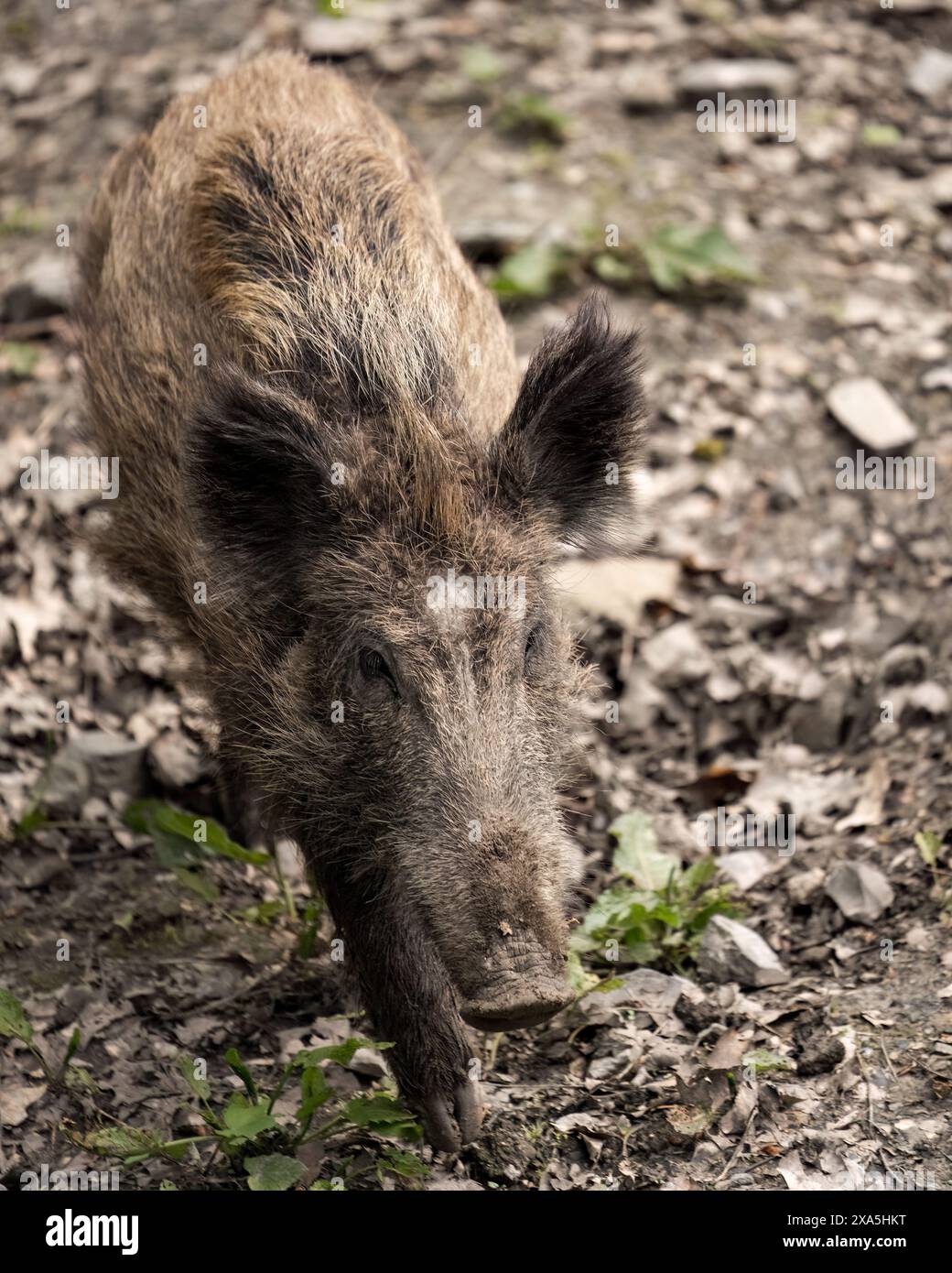 Foraging for roots hi-res stock photography and images - Alamy