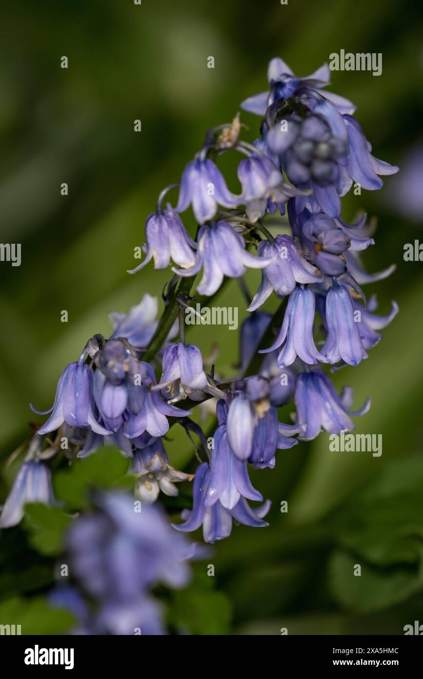 Blue flower cluster hi-res stock photography and images - Alamy