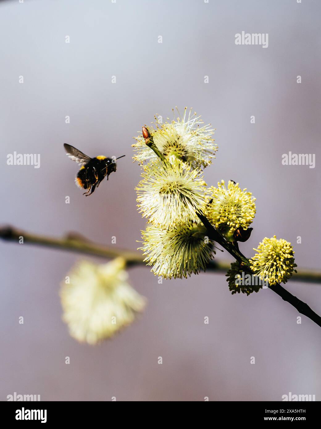 A bee flying near tree branch in focus Stock Photo - Alamy