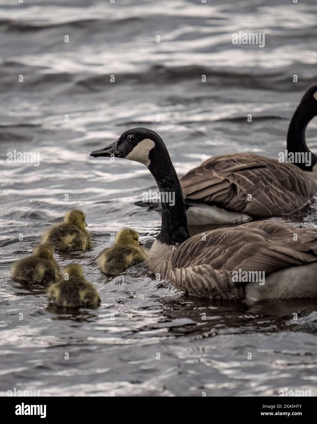 Some geese swim with their chicks as the mother supervises from below ...