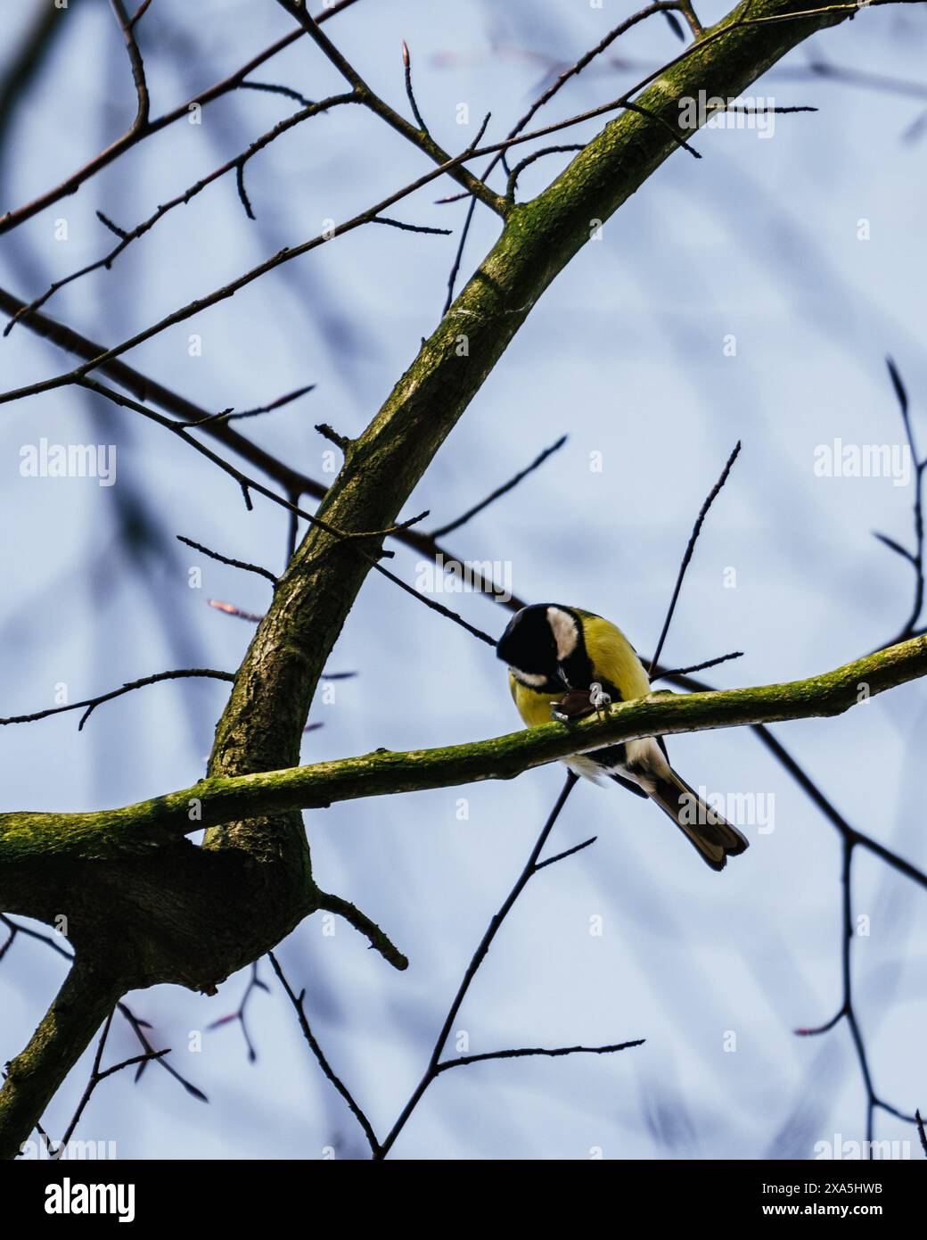 A tiny bird basking in sunlight on a branch Stock Photo - Alamy