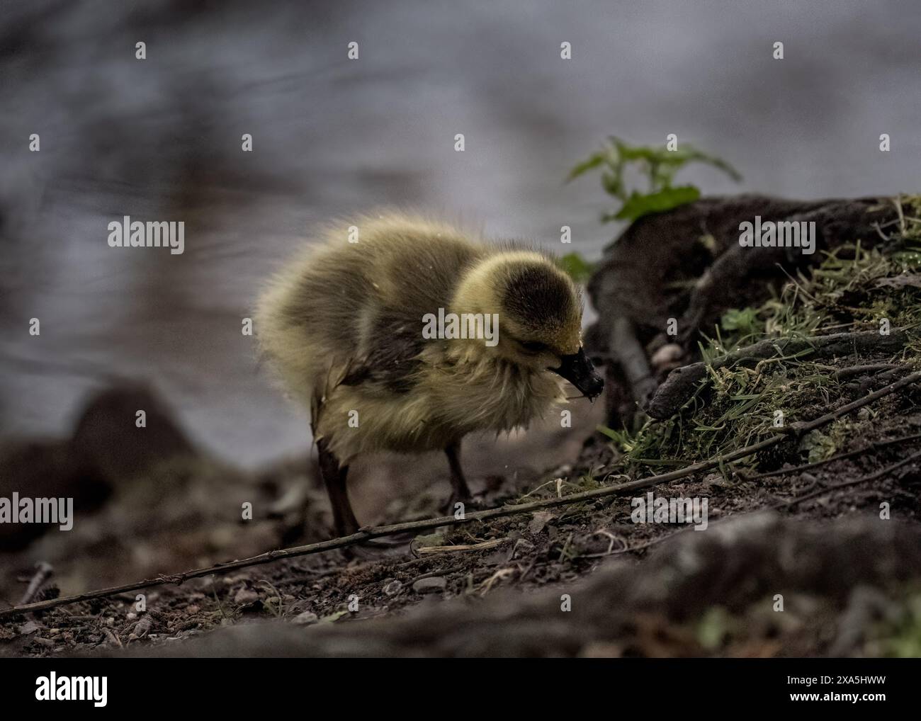 Two ducklings grazing on plants together on a grassy hillside Stock ...