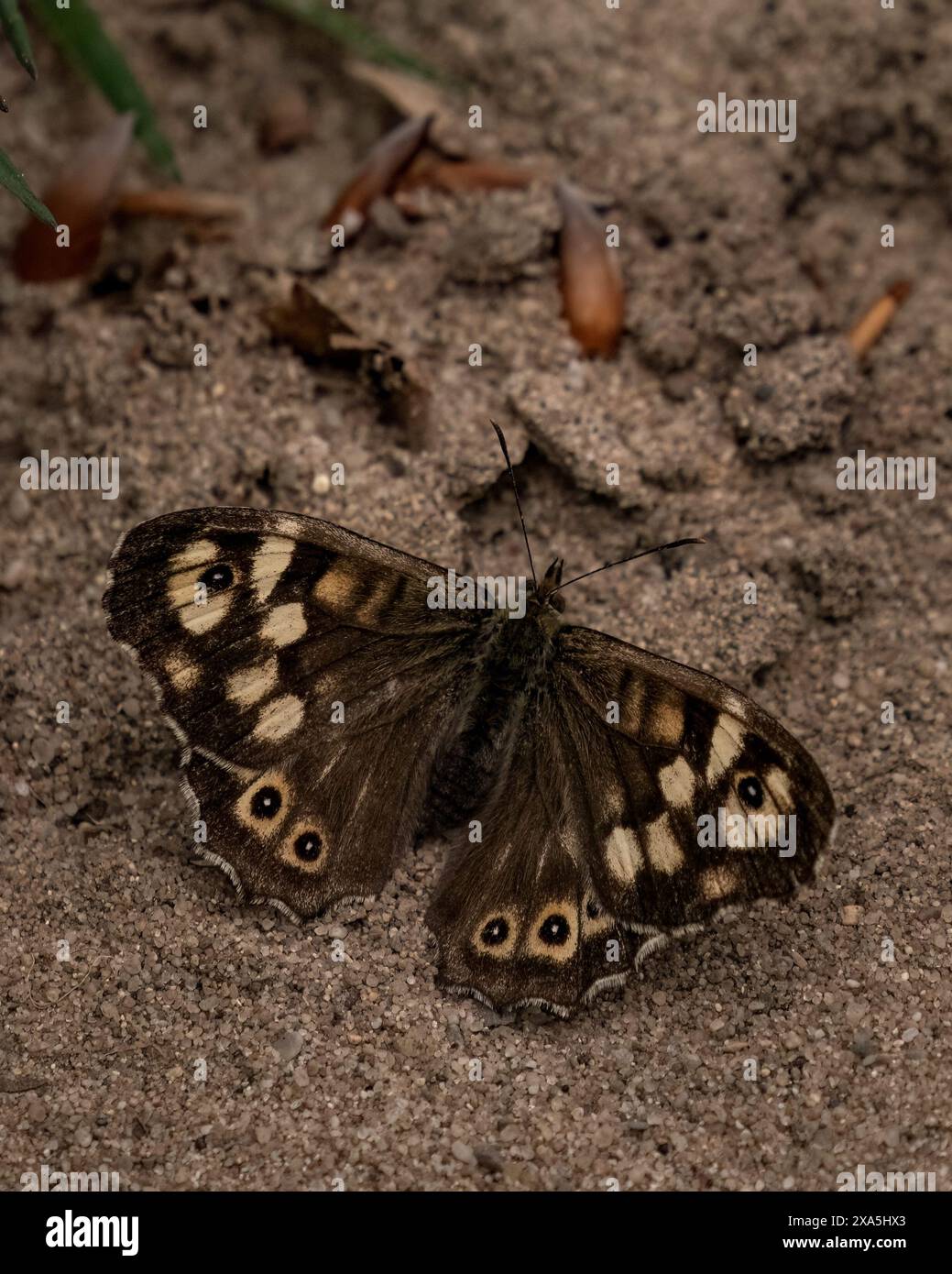Brown wing patterns hi-res stock photography and images - Alamy