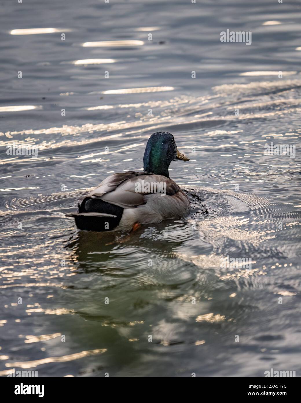 Solitary duck floating on water hi-res stock photography and images - Alamy
