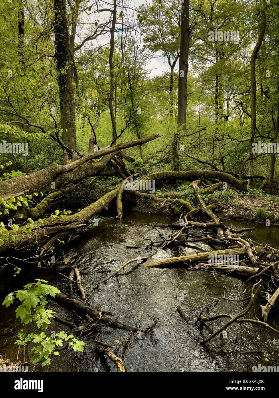 A river winding through dense forest with fallen tree across it Stock ...