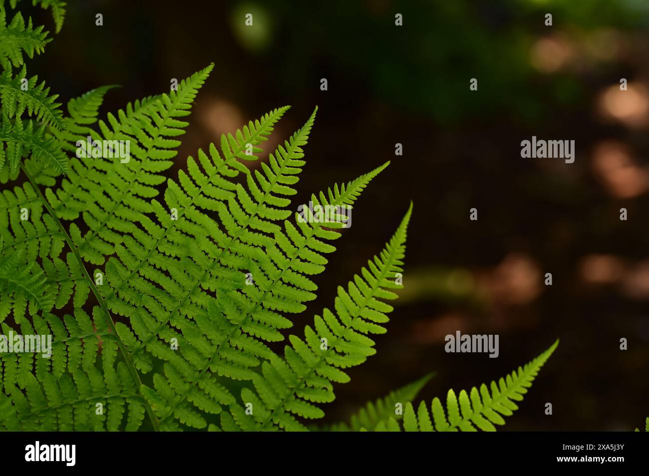 An insect crawling on a fern leaf in background Stock Photo - Alamy
