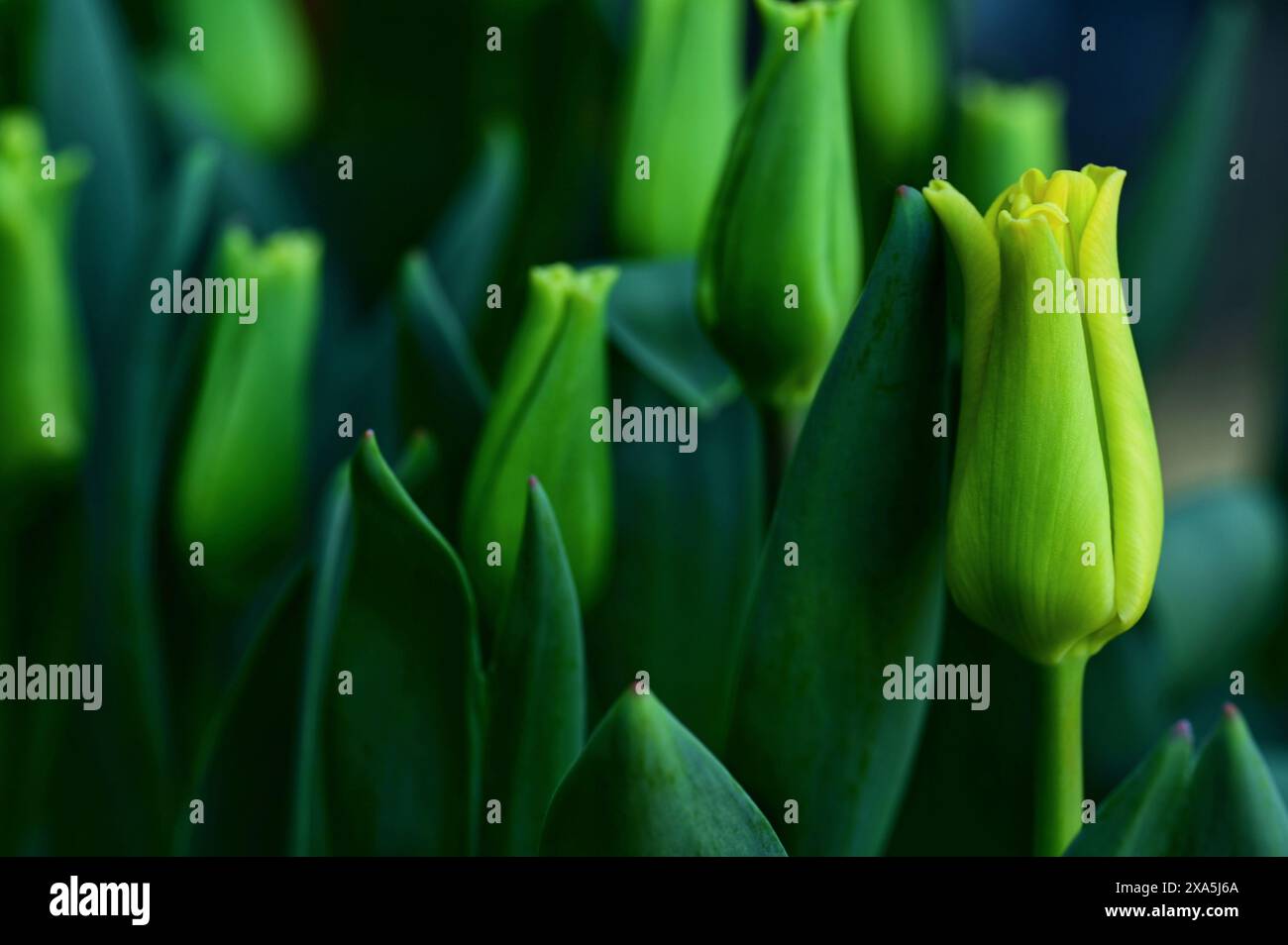 Vibrant green tulips in a floral arrangement Stock Photo - Alamy