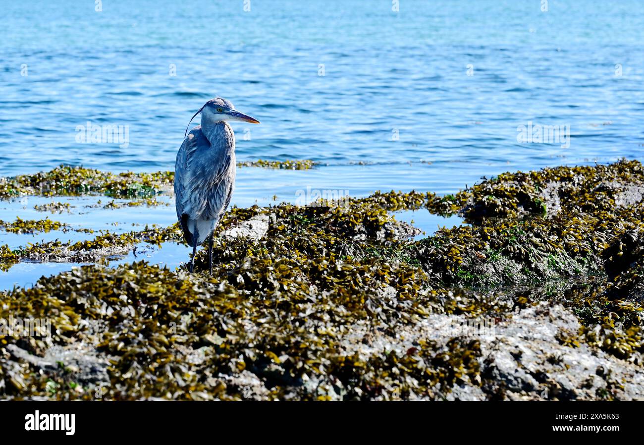 A bird wading in shallow water by the shore, surrounded by seaweed ...