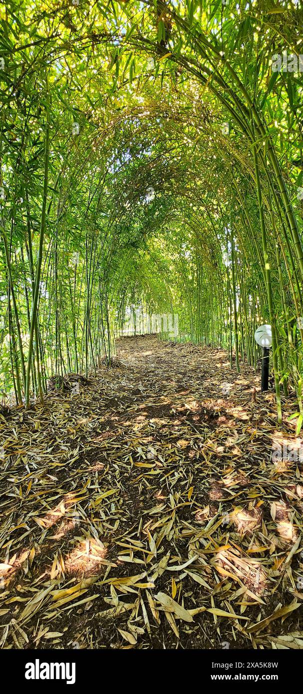 A bamboo pathway in forest with tree borders Stock Photo - Alamy