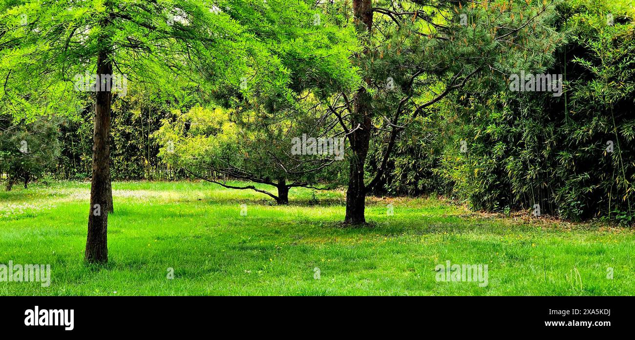 A grassy area with scattered trees Stock Photo - Alamy
