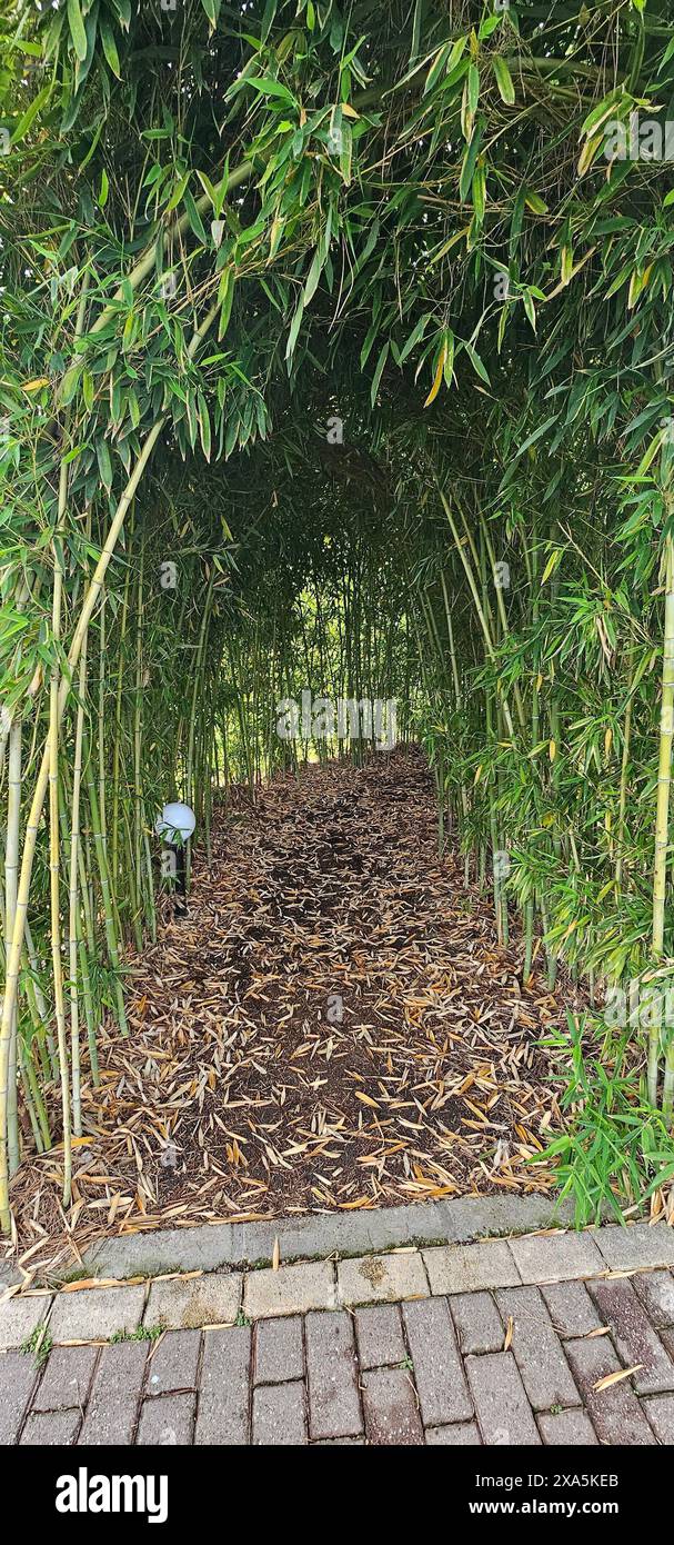 The bamboo trees line a walkway from all sides and above Stock Photo ...