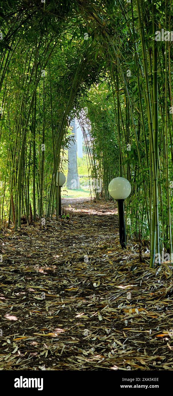 Bamboo pathway hi-res stock photography and images - Alamy