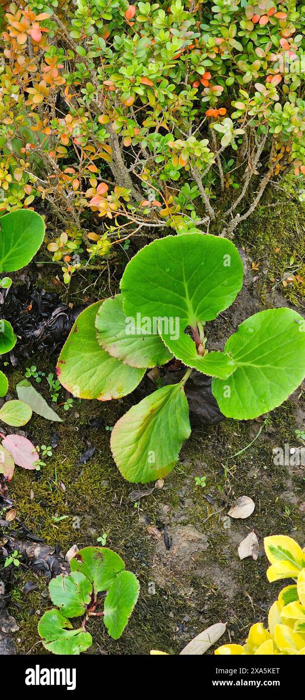Wetland fringe vegetation hi-res stock photography and images - Alamy