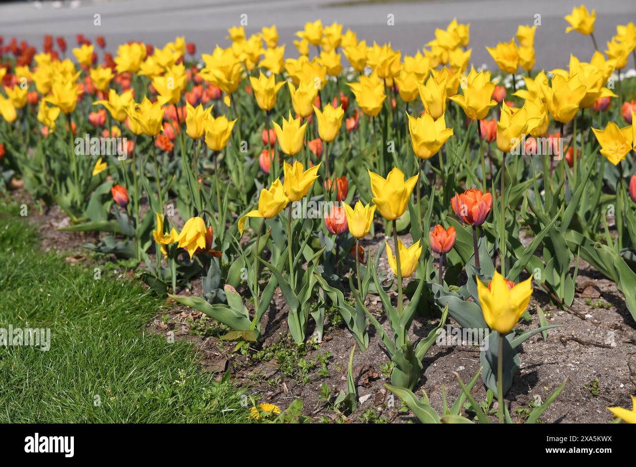 Wroclaw spring blooms hi-res stock photography and images - Alamy