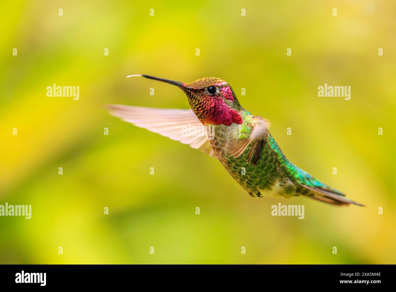 Closeup of a male Anna's Hummingbird (Calypte anna) hovering in mid-air ...