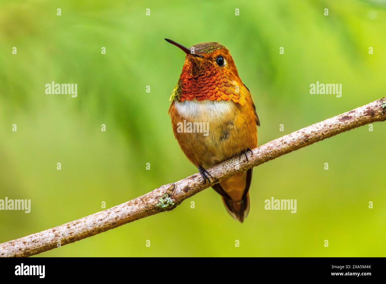 Rufus selaphorus hi-res stock photography and images - Alamy