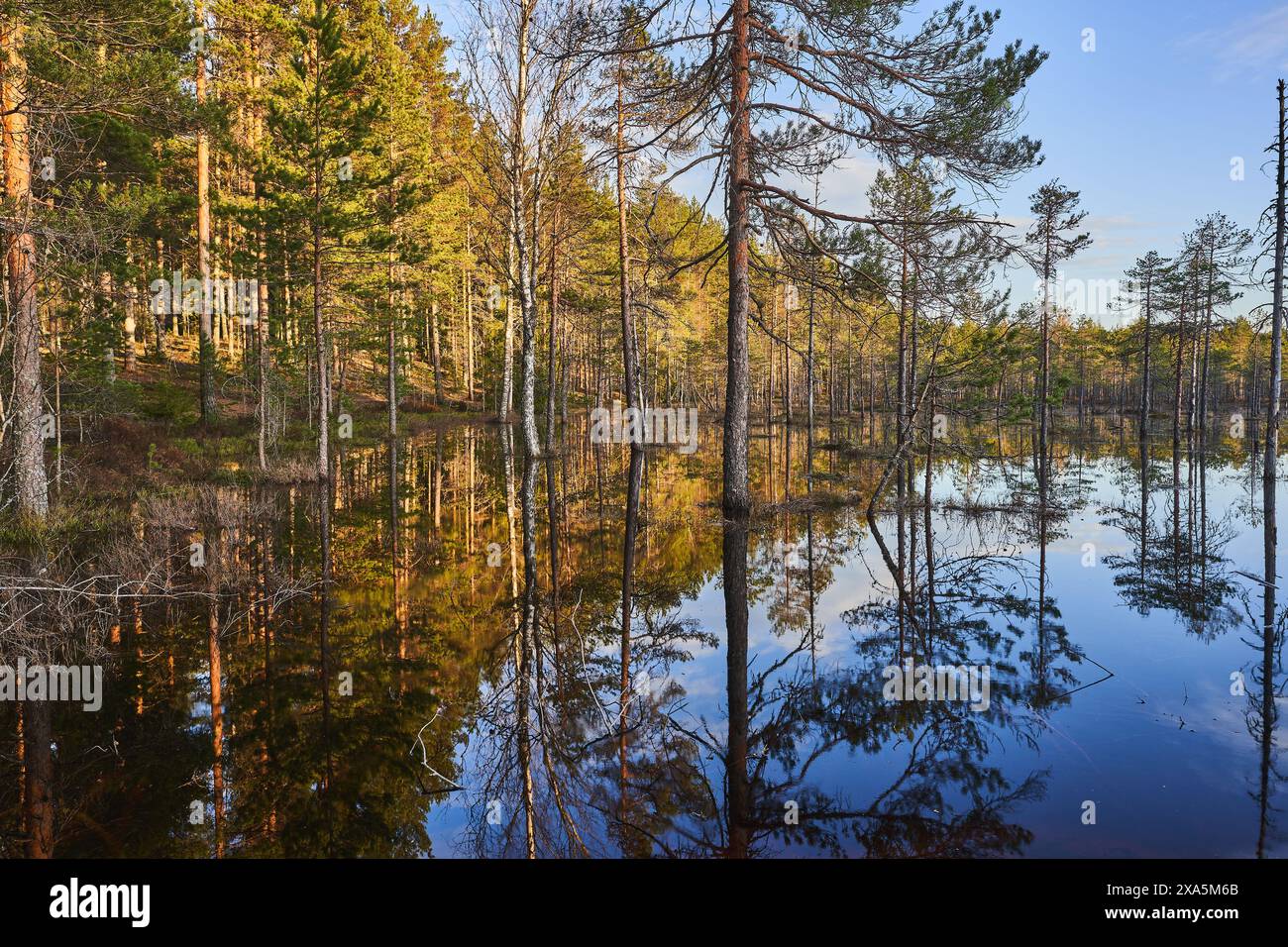 A reflection of trees in a pond with forest backdrop under clear skies ...