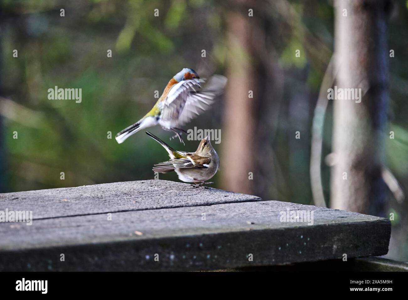 Two tiny birds perched on a ledge and in flight from the ground Stock ...