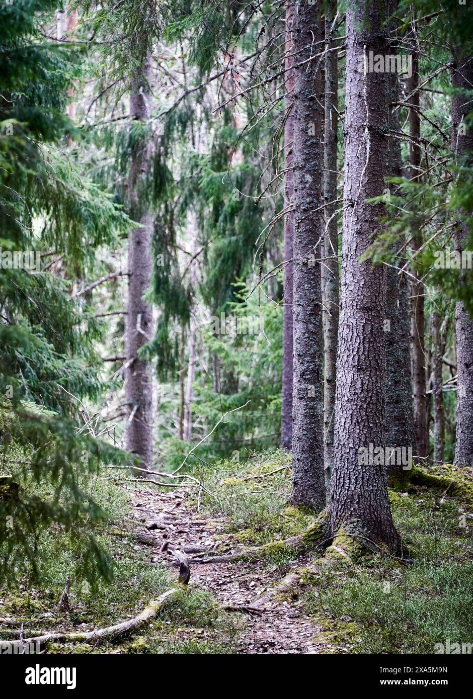 Some red arrow marks fallen trail in forest Stock Photo - Alamy