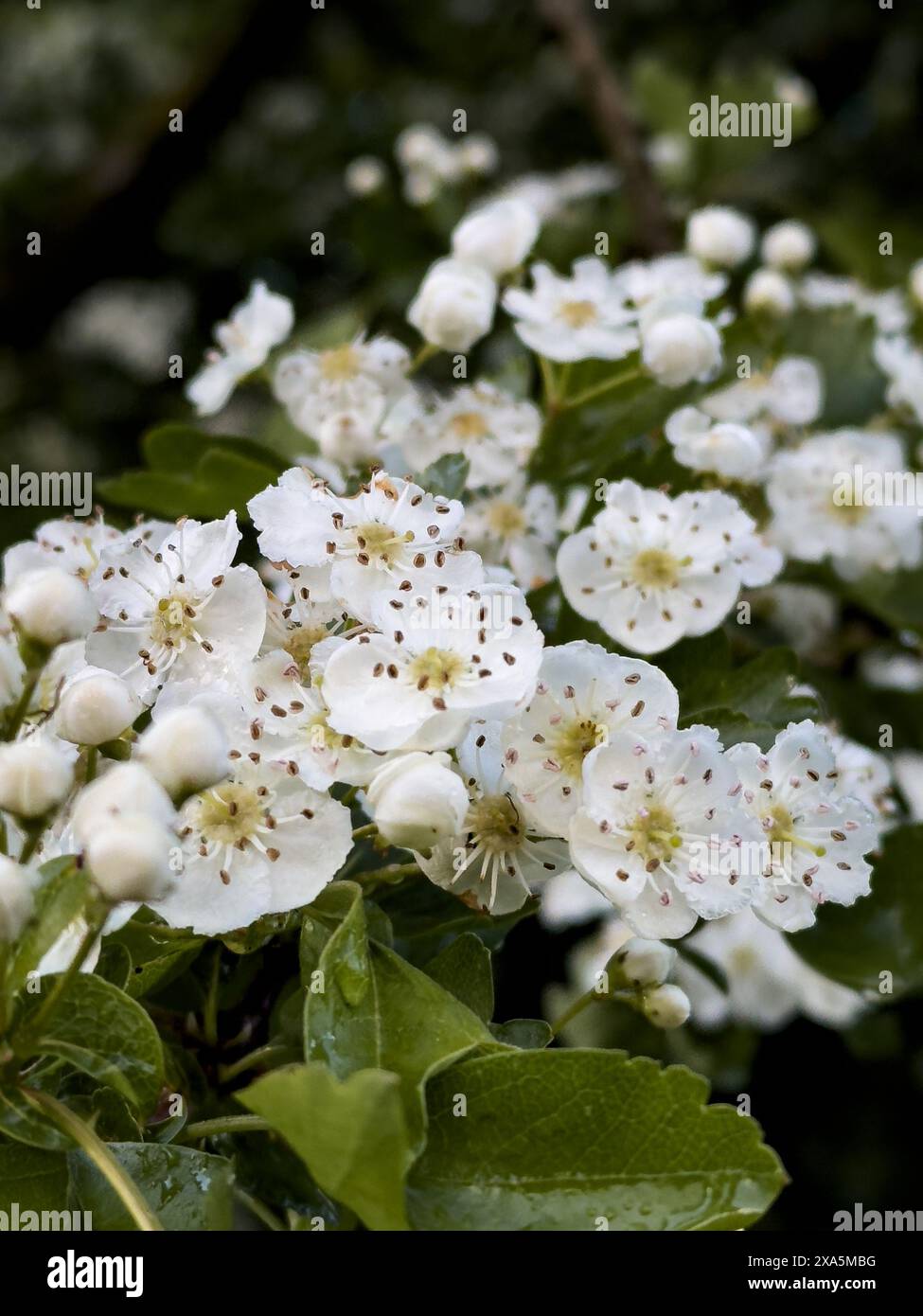 Small white flowers with delicate spots Stock Photo - Alamy