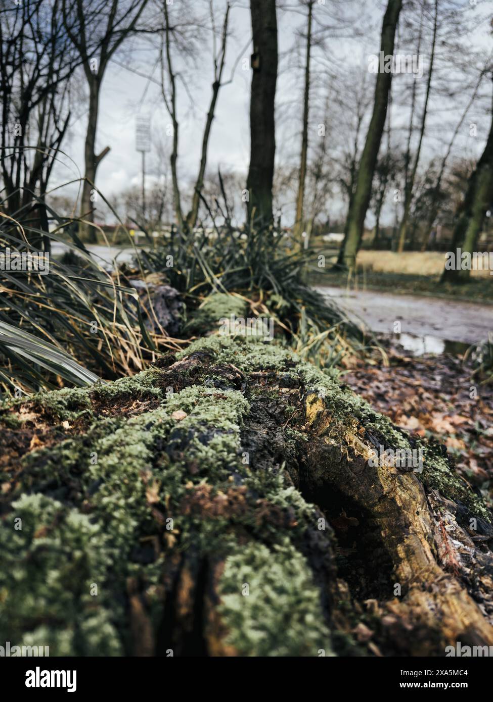Lush green moss and brown soil in outdoor clearing Stock Photo - Alamy