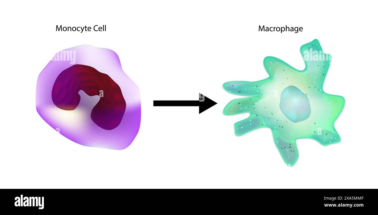 Monocyte differentiation hi-res stock photography and images - Alamy