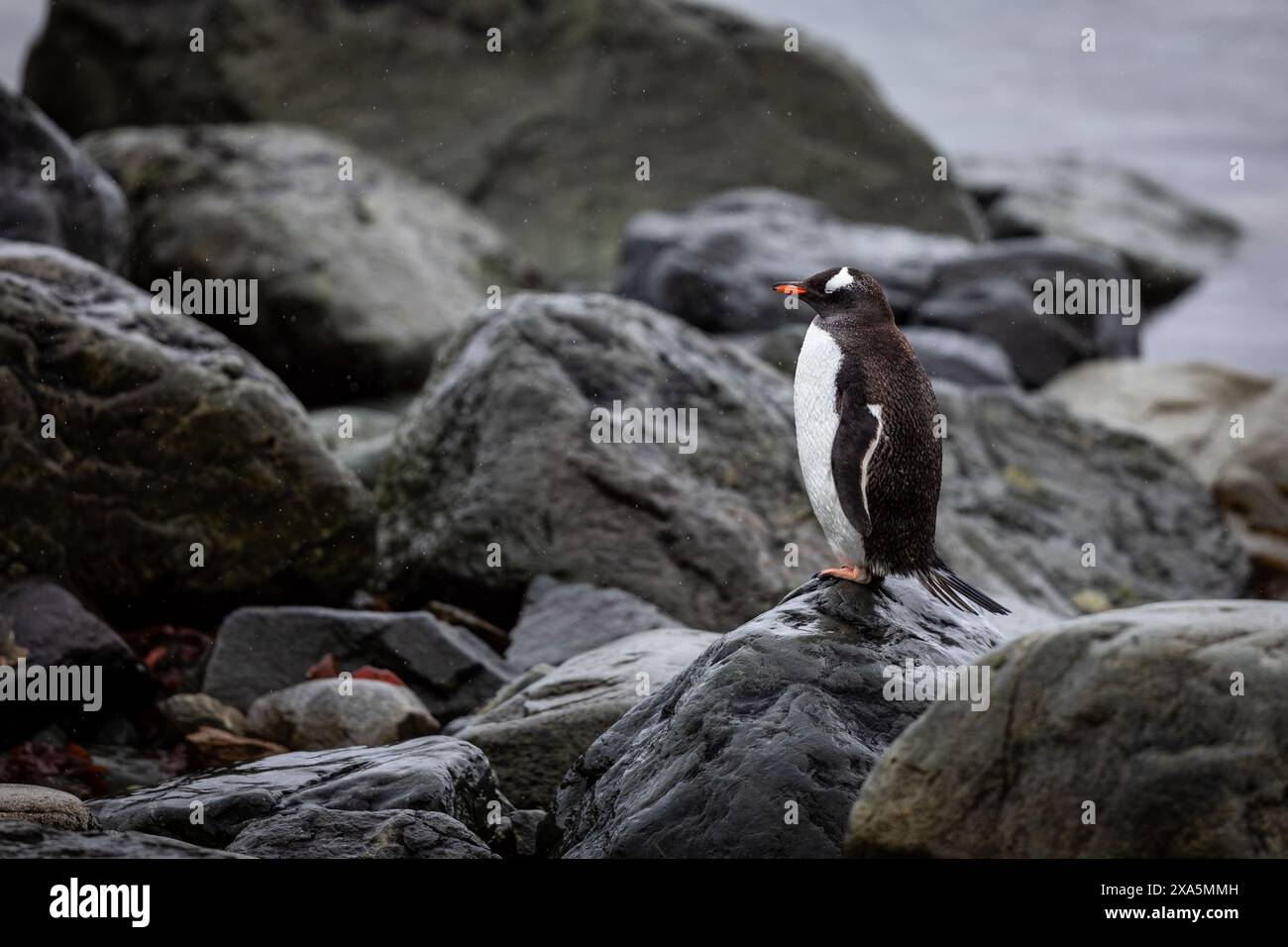 photographs of a penguin in Antarctica standing alone on a rock along ...