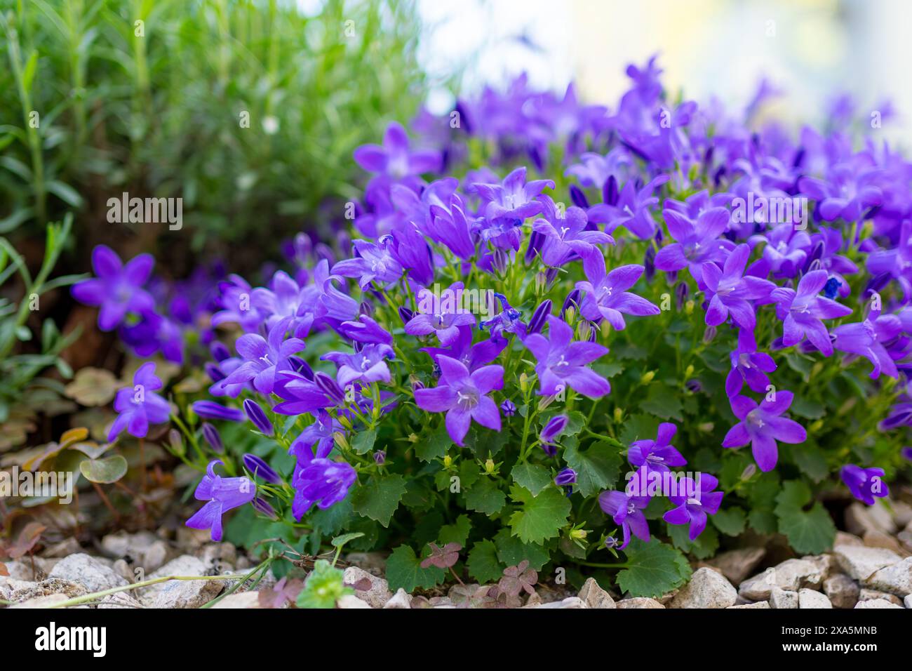 Purple violets bloom among rocks and foliage in garden Stock Photo - Alamy