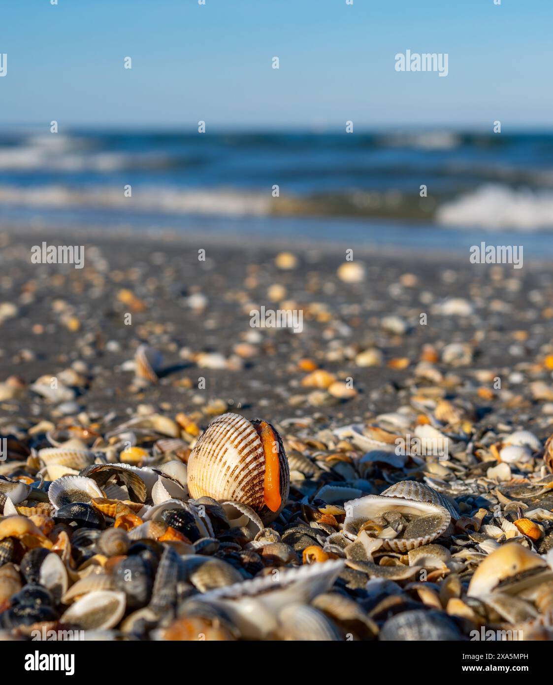 Sea shells scattered on sandy beach hi-res stock photography and images ...
