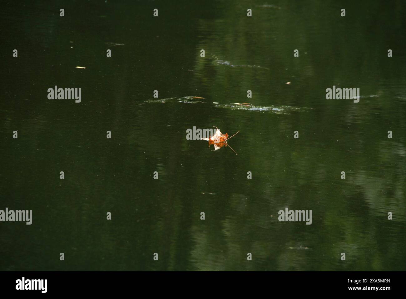 Autumn foliage floating in calm hi-res stock photography and images - Alamy