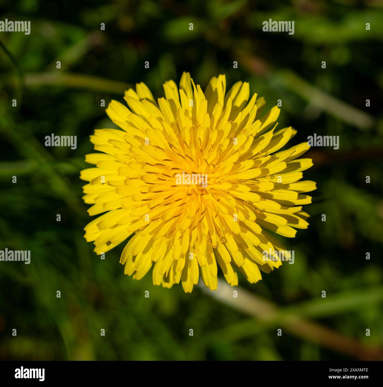 Close-up of dandelion flower center with fluffy seeds Stock Photo - Alamy