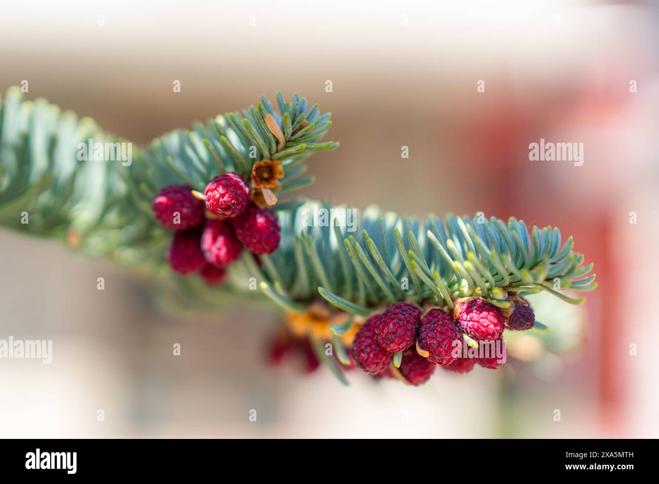 Leafy tree branch bright hi-res stock photography and images - Alamy