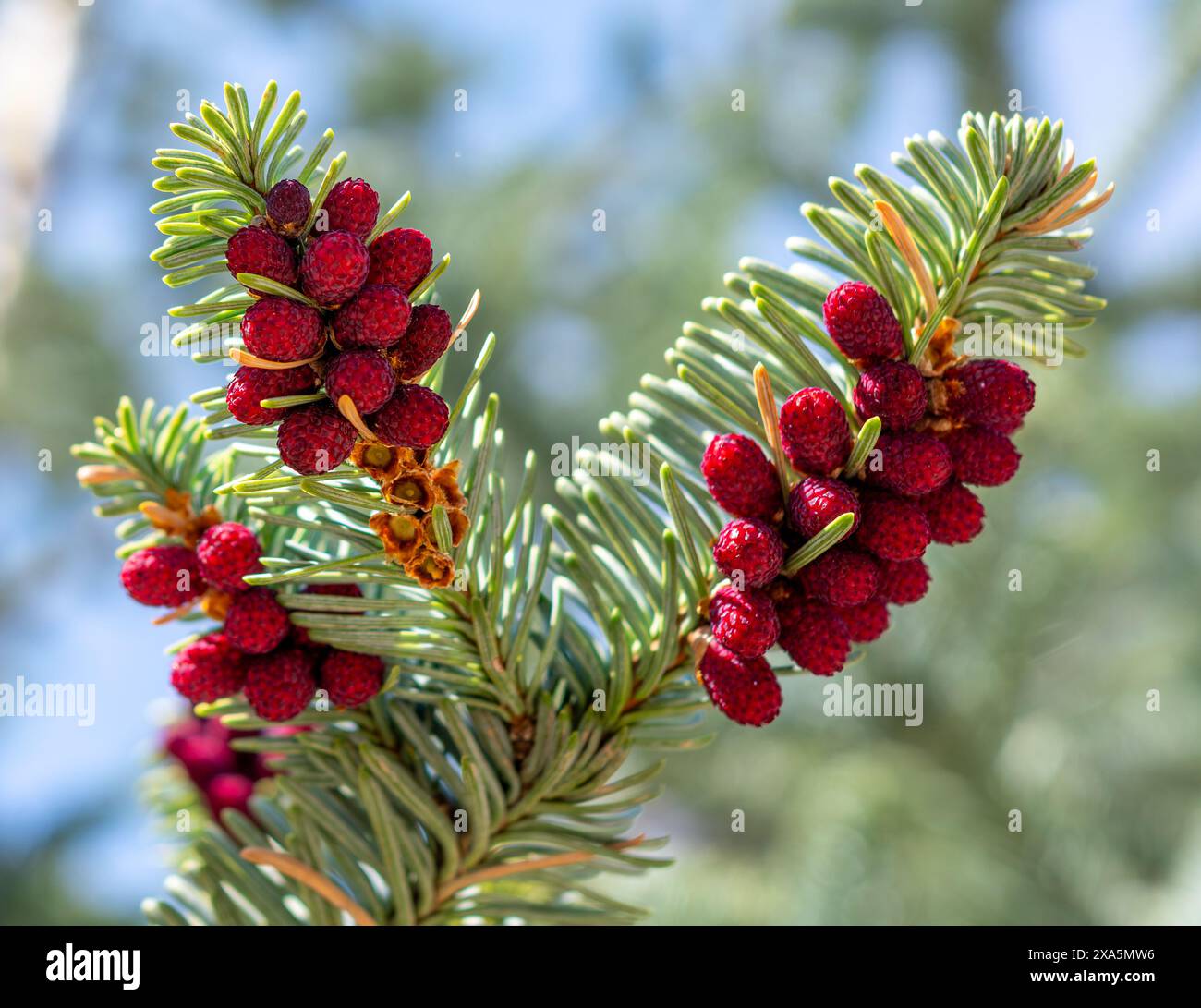 A cluster of tiny red berries on a tree branch Stock Photo - Alamy