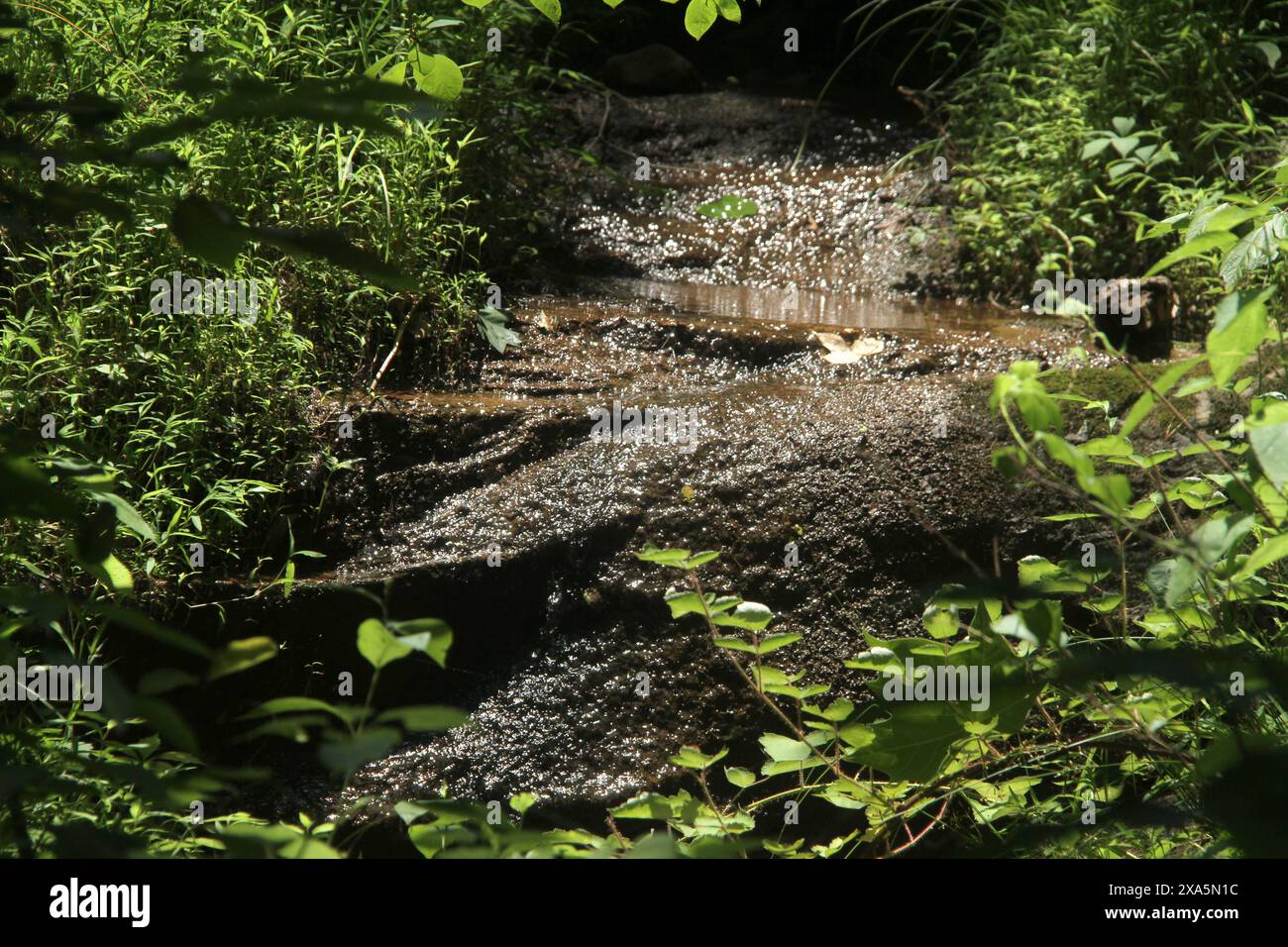 Stream water close up hi-res stock photography and images - Alamy