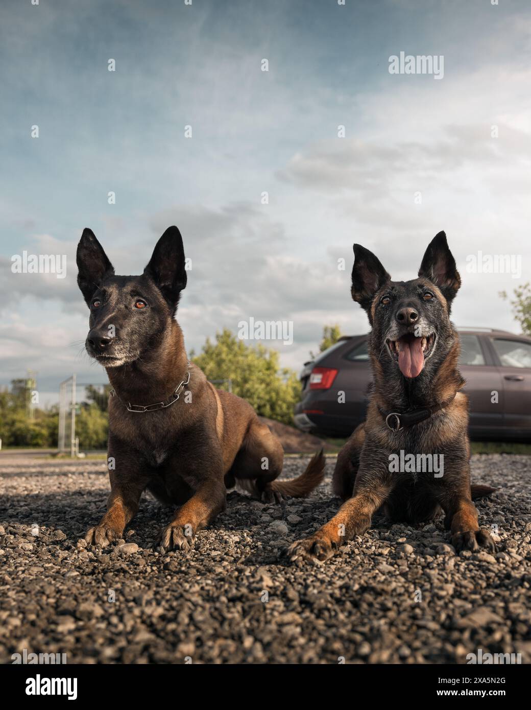 Two big dogs resting side by side by a vehicle Stock Photo - Alamy