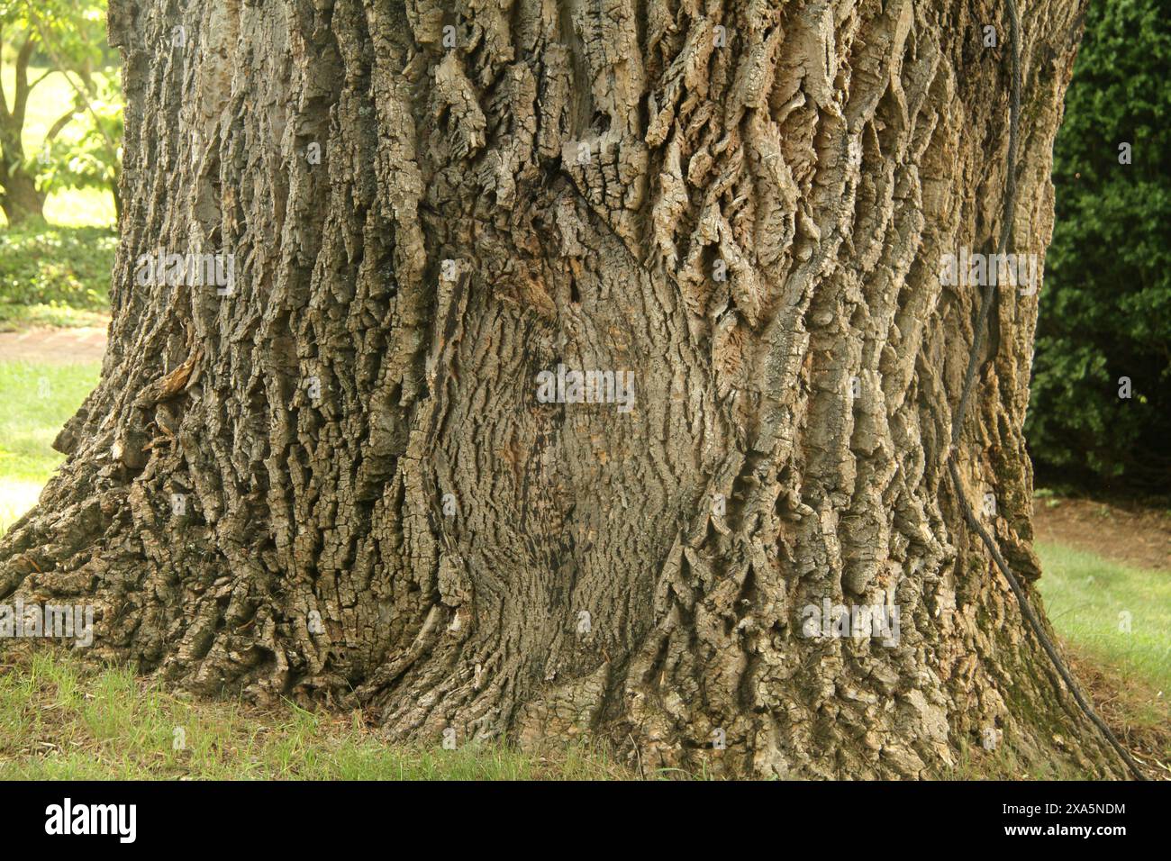 Bedford, VA, U.S.A. The trunk of the massive Green Ash (Fraxinus ...