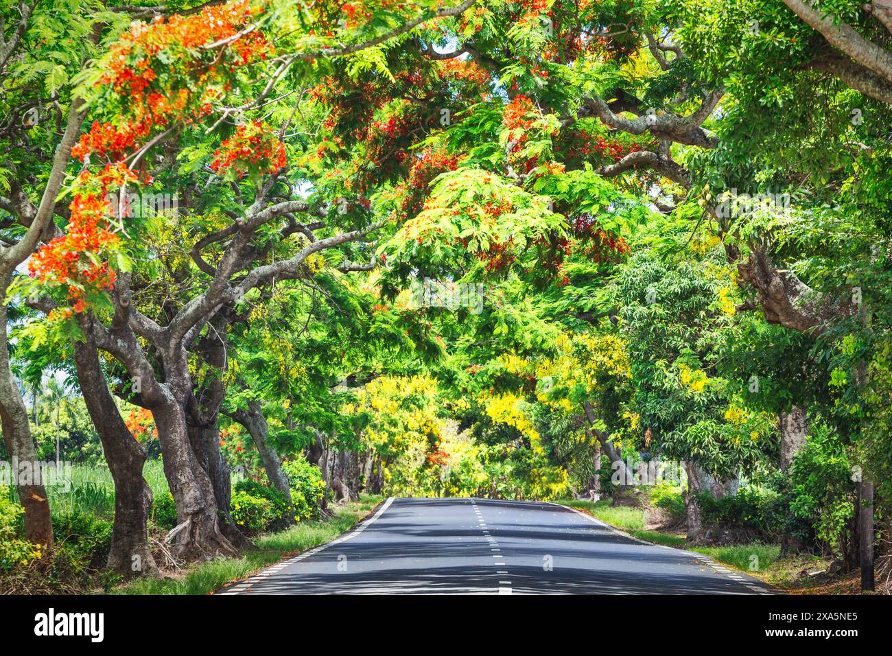 Exotic blooming tropical tree flamboyant with red flowers. Flame trees ...