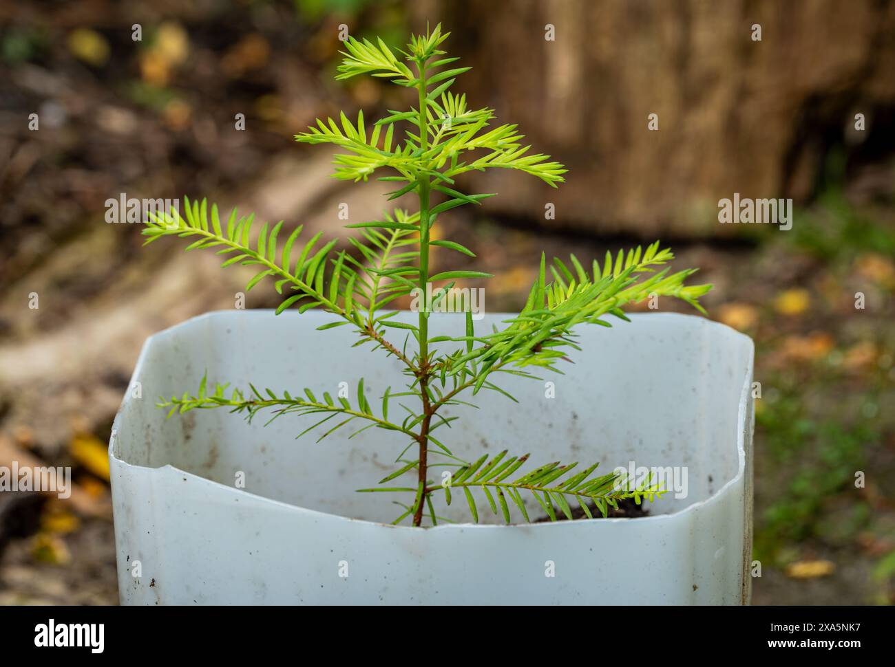 Sequoia sempervirens. Young coastal redwood tree growing in a pot Stock ...