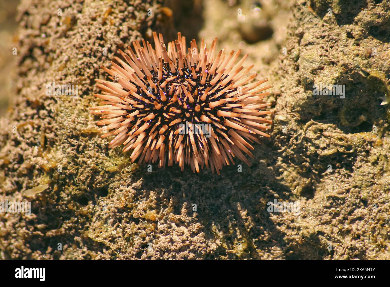 Echinoderm phyllum hi-res stock photography and images - Alamy