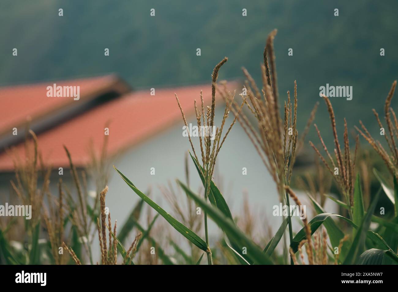 Focus on the young corn plants with tassels in the foreground with a ...
