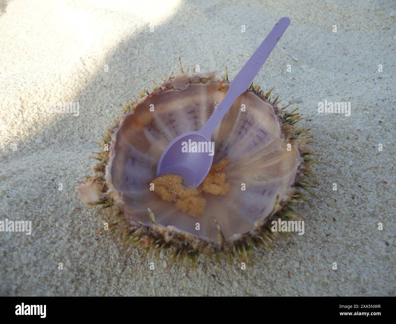 Philippine shell hi-res stock photography and images - Alamy