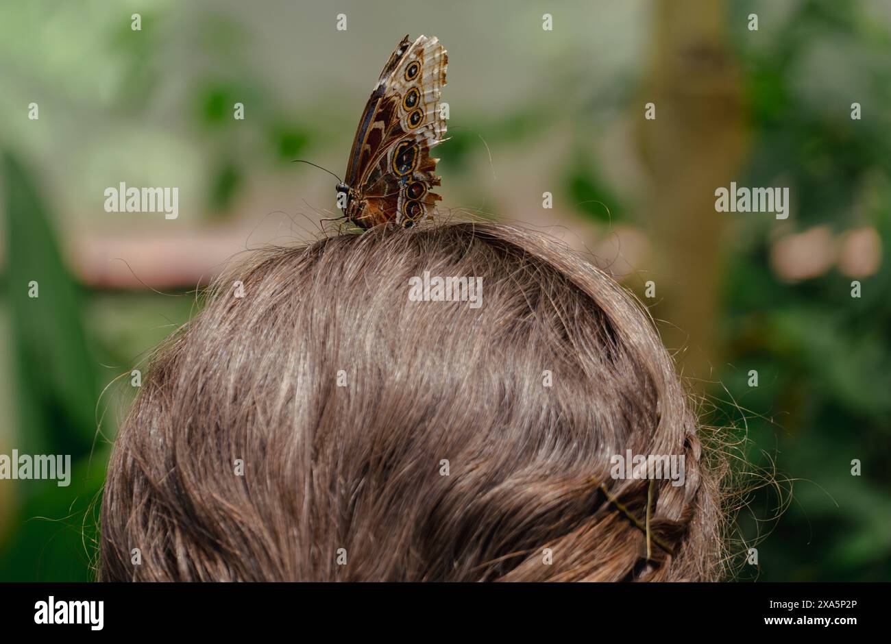 A butterfly on womans head Stock Photo - Alamy